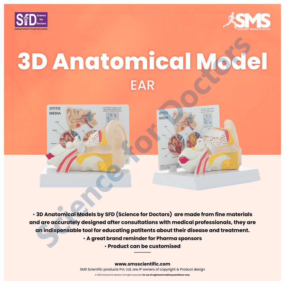 Ear: 3D Anatomical Models – SMS Scientific Products Pvt. Ltd.